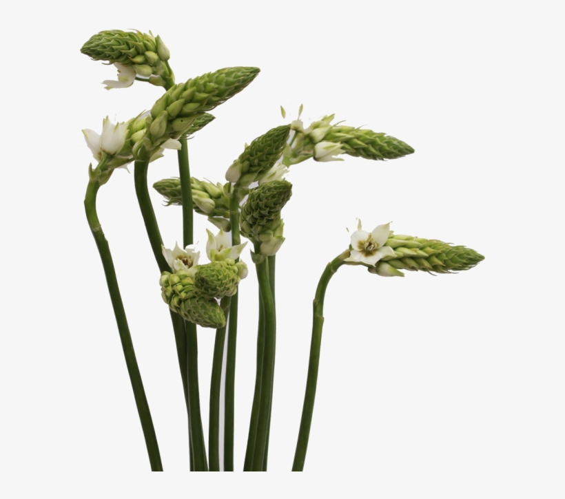 Angelica PNG Image | Transparent PNG Free Download on SeekPNG