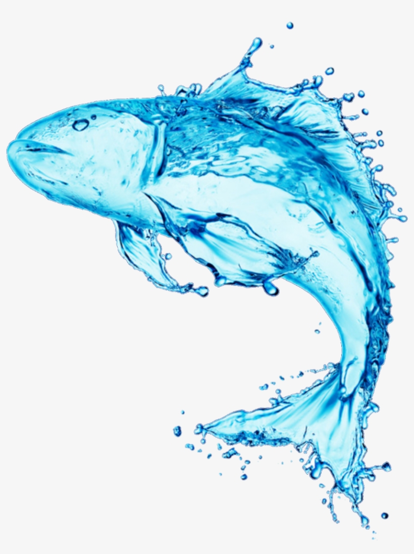 Fish Made Of Water PNG Image | Transparent PNG Free Download on SeekPNG