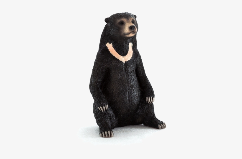 Wildlife - Animal Planet - Sun Bear PNG Image | Transparent PNG Free ...