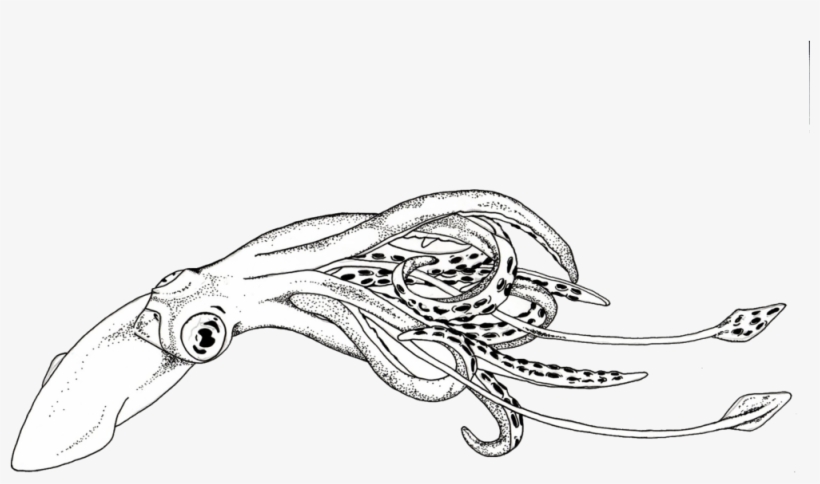 Cuttlefish Outline
