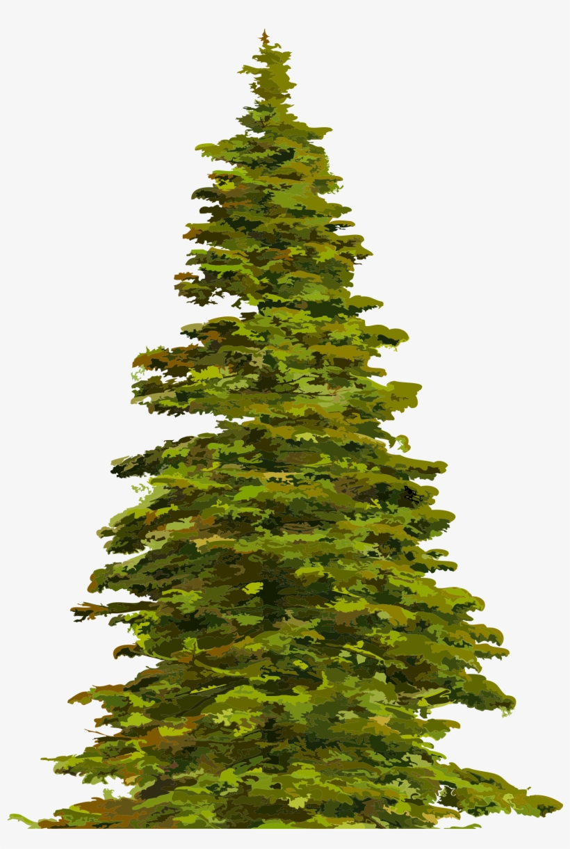 Spruce Jpg Freeuse Library - Spruce Tree Clip Art Png PNG Image ...