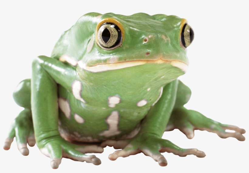 Animals - Frogs - Toad Images Transparent Background PNG Image ...