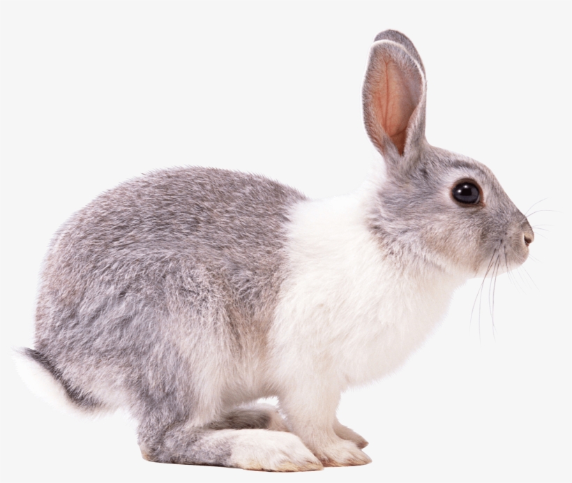 Rabbit White Gray Png - Rabbit Png PNG Image | Transparent PNG Free ...