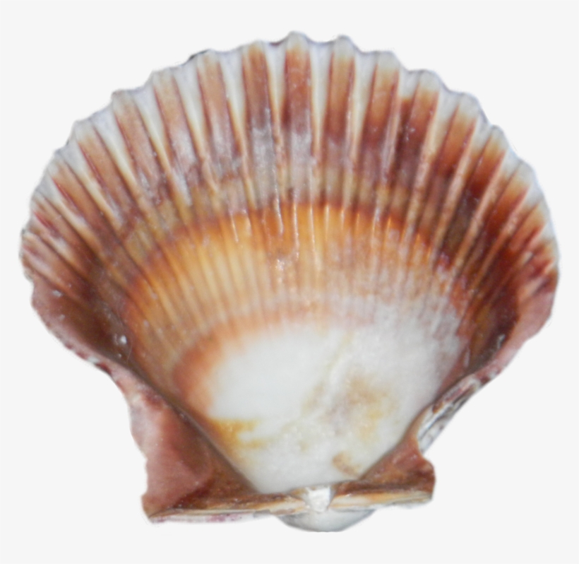 Free Download Seashell Png Images - Sea Shell Transparent Png PNG Image ...