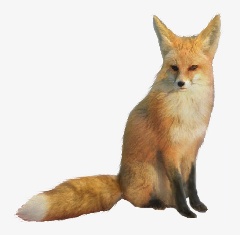 Fennec Fox Png Hd - Transparent Background Fox Png PNG Image ...