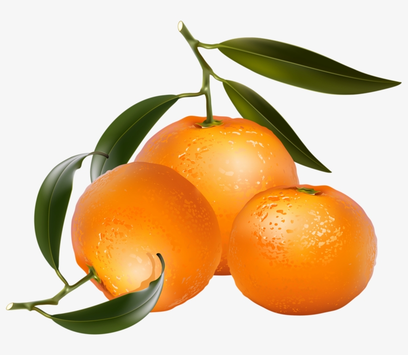 Clip Art Of Citrus Fruit - Four Oranges Clip Art PNG Image ...