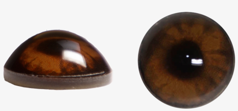 Bear Eyes PNG Image | Transparent PNG Free Download on SeekPNG