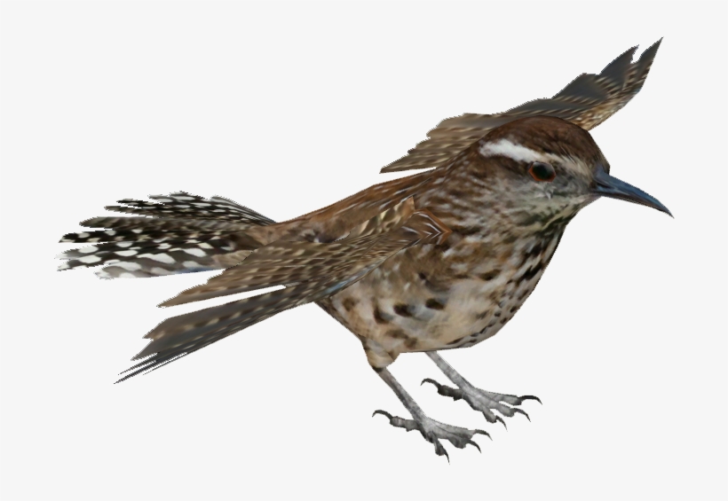 Wren Png Transparent Wren - Wren Transparent Png PNG Image ...