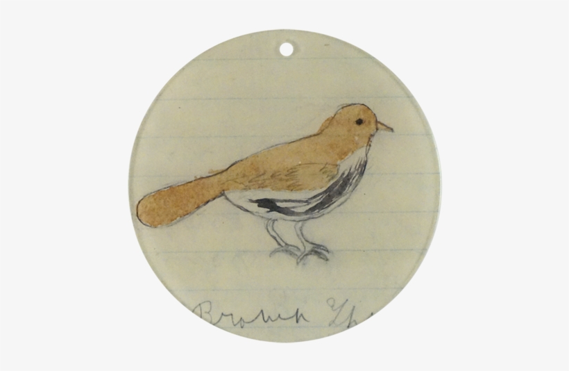 Brown Thrasher - Nightingale PNG Image | Transparent PNG Free Download ...