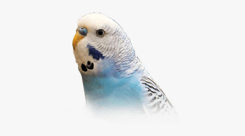 Budgie - Parakeet PNG Image | Transparent PNG Free Download on SeekPNG