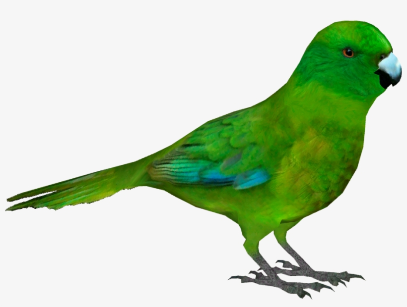 Antipodes Parakeet - Wiki PNG Image | Transparent PNG Free Download on SeekPNG