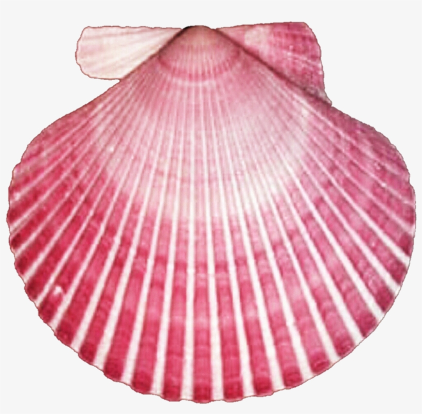 Jpg Free Download Pink Seashell Dark - Pink Seashell PNG Image ...