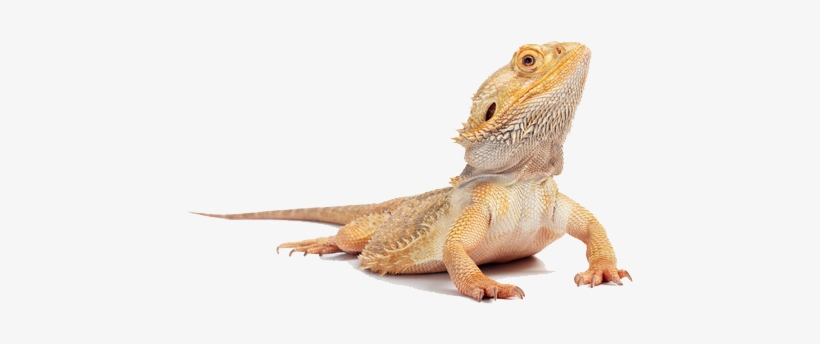 Bearded Dragon Png Hd - Bearded Dragon Body PNG Image | Transparent PNG ...