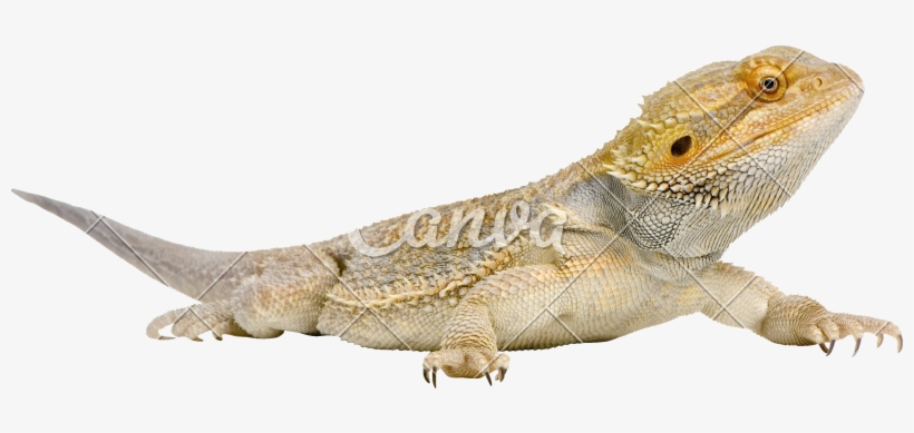 Bearded Dragon Png Vector Free Stock - Bearded Dragon Png PNG Image ...