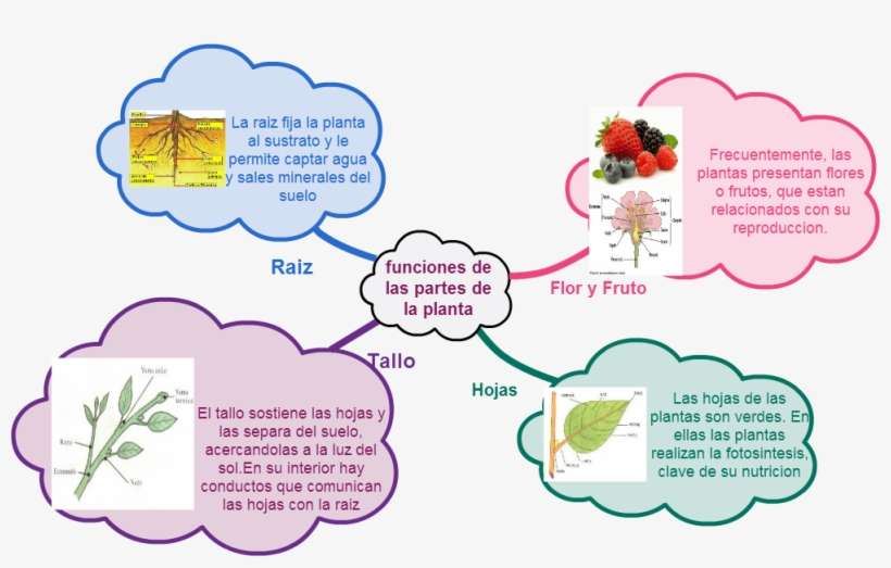 Mindmap Hojas Tallo Funciones De Las Partes De La Planta - Carteles Del ...