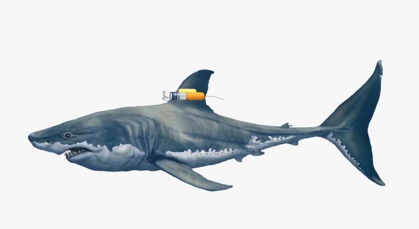 03 - Bull Shark PNG Image | Transparent PNG Free Download on SeekPNG