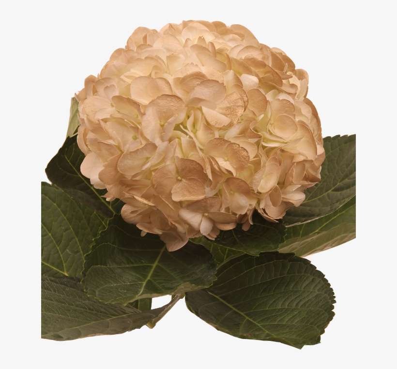 Tinted Gold Light - Hydrangea PNG Image | Transparent PNG Free Download ...