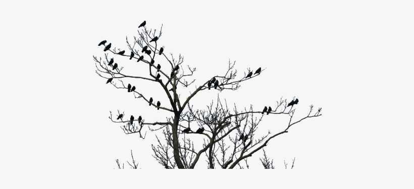 Report Abuse - Tree Birds Transparent PNG Image | Transparent PNG Free ...