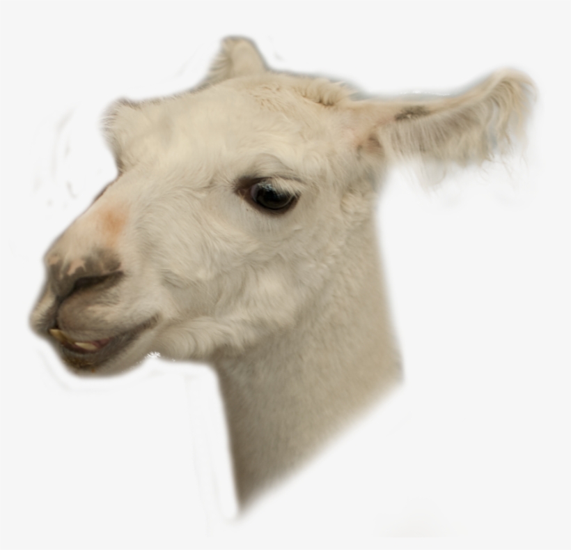 Llama Png - Animal Llama Fondo Transparente PNG Image | Transparent PNG ...