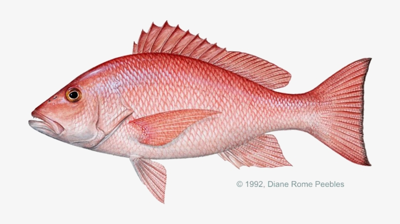 Snapper, Red - Red Snapper Fish PNG Image | Transparent PNG Free ...