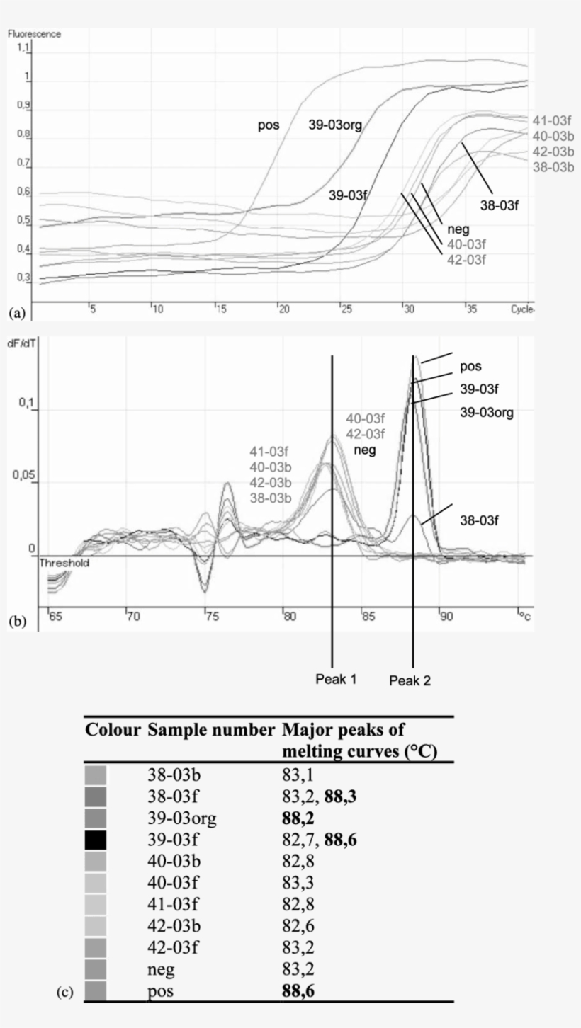 Real Time Pcr Detection Of Bfdv Specific Dna In Organ - Diagram PNG ...