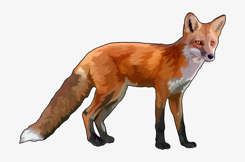 Fox Png - Png Foxes PNG Image | Transparent PNG Free Download on SeekPNG