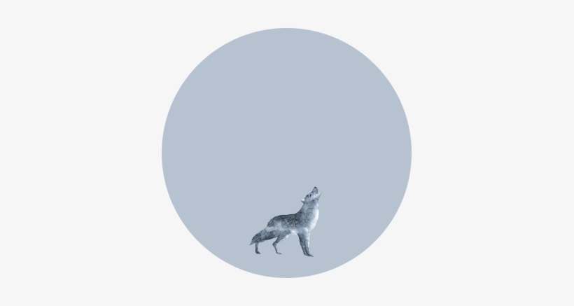Wolf Grey - Grey Fox PNG Image | Transparent PNG Free Download on SeekPNG