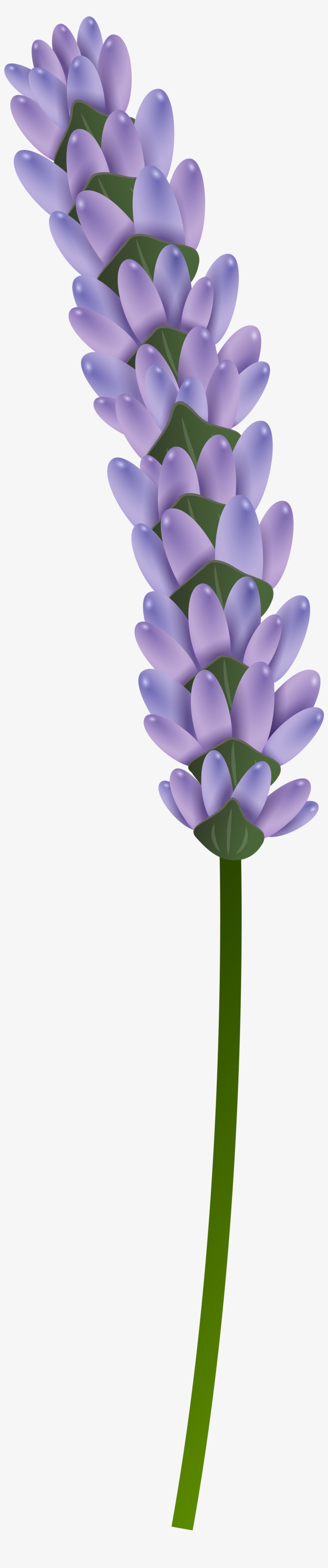 Lavender Clipart Transparent Background - Lavender Clipart Png PNG ...