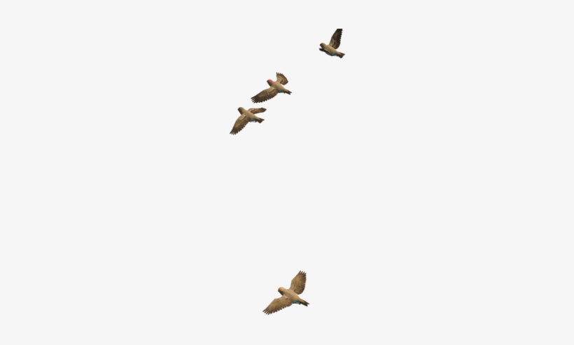 Flying Bird Png Image - Portable Network Graphics PNG Image ...
