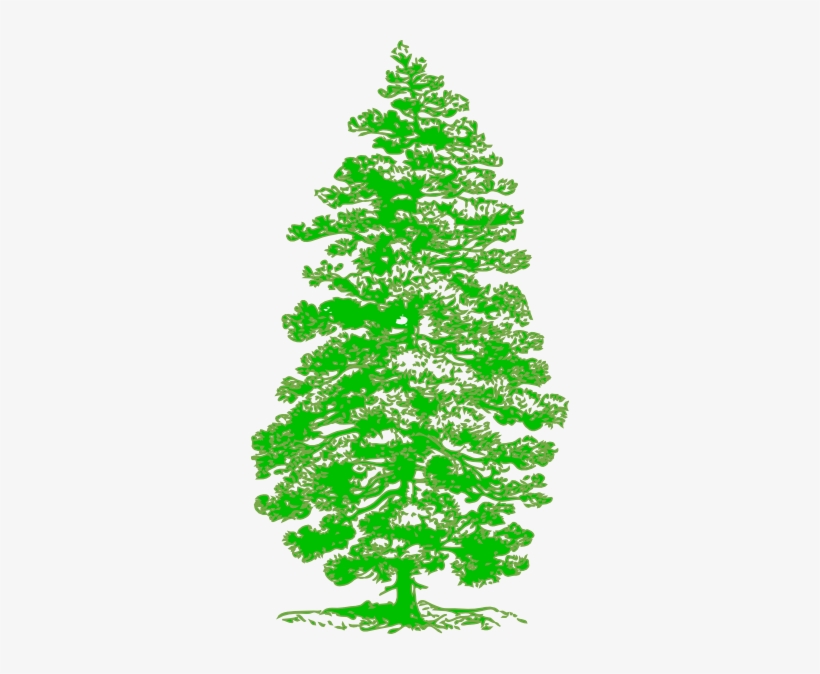 Wall Decal Pine Trees PNG Image | Transparent PNG Free Download on SeekPNG