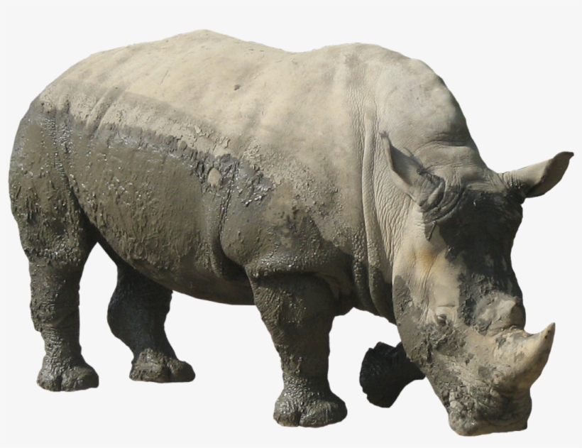 Rhino Png - Rhino Png Transparent PNG Image | Transparent PNG Free ...