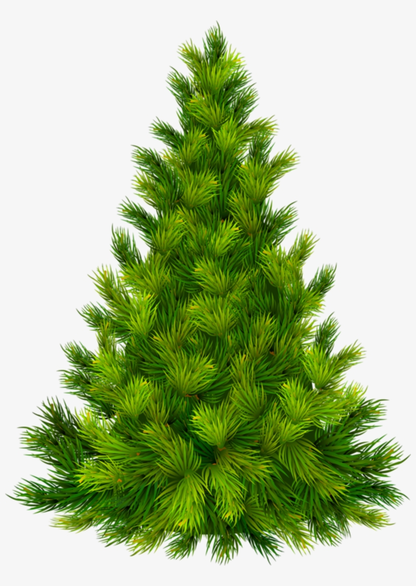 Evergreen Tree Png