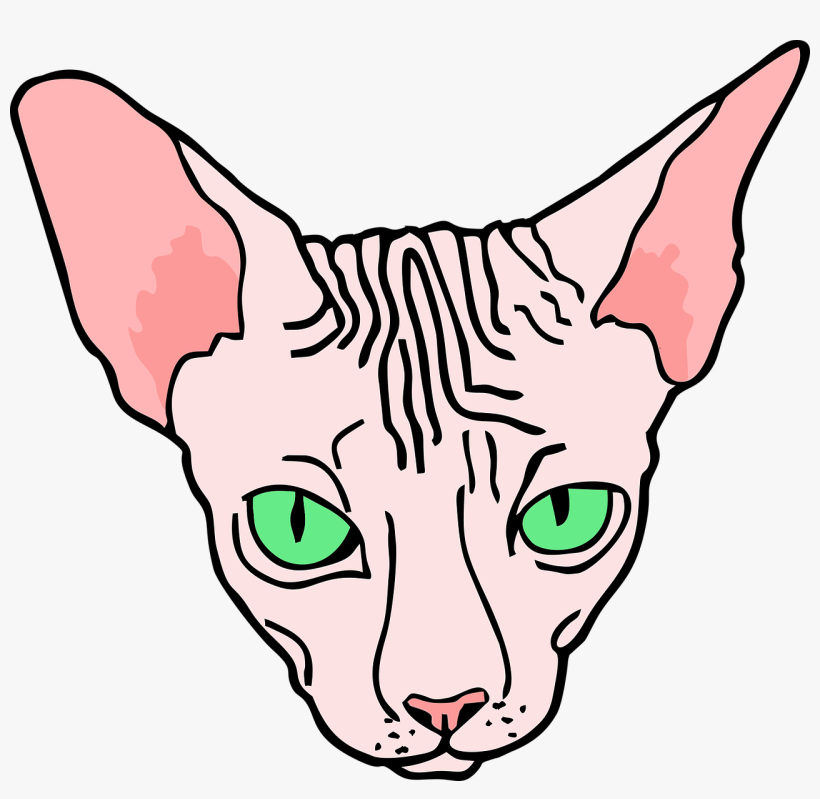 Angry, Sphynx, Sphinx, Cat, Pet - Sphynx Cat PNG Image | Transparent ...