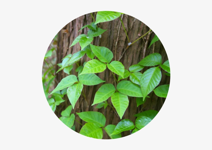 Poison-ivy - Poison Ivy PNG Image | Transparent PNG Free Download on ...