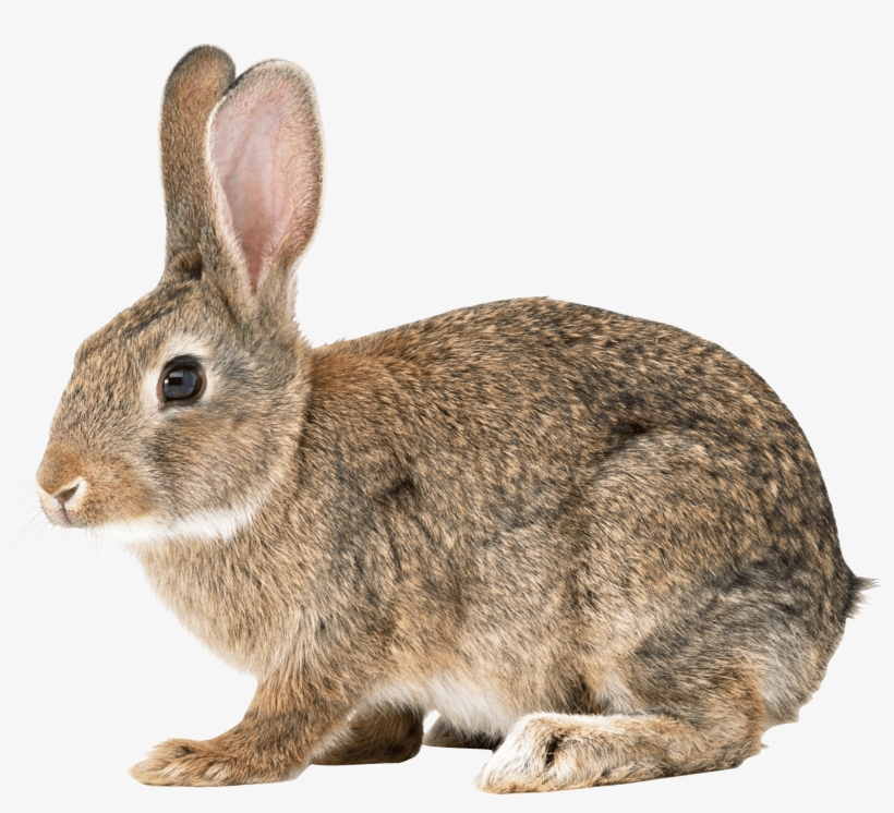 Bunny Png File - Rabbit Png PNG Image | Transparent PNG Free Download ...