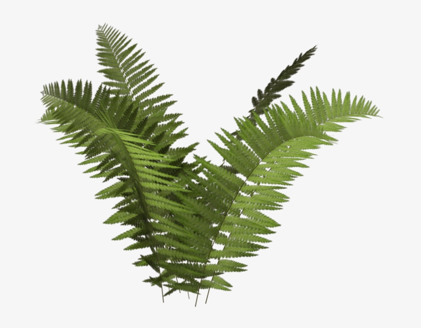 Download Ostrich Fern Plant Tree Fern Ecology - Transparent Fern ...