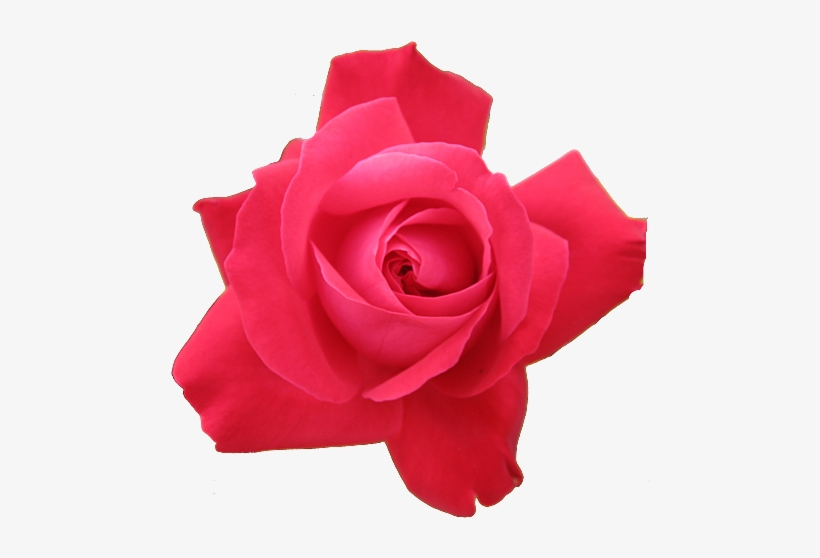 Download Red Rose Transparent Isolated - Flower Png Images No ...