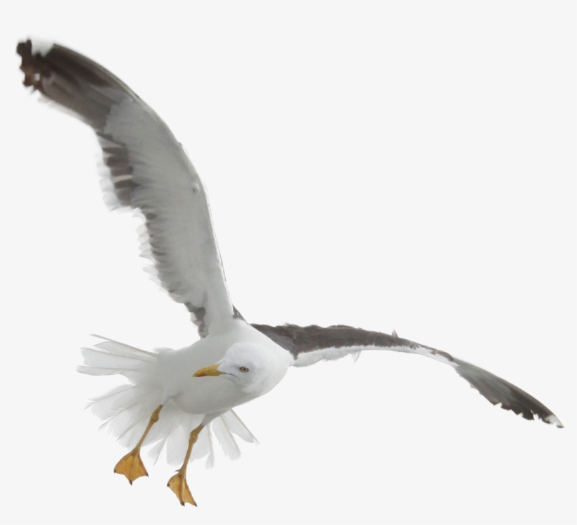 Ocean Birds Png Photo - Flying Seagull Png PNG Image | Transparent PNG ...