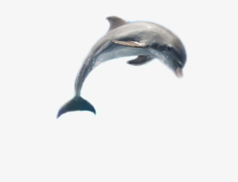 Dolphin PNG Image | Transparent PNG Free Download on SeekPNG