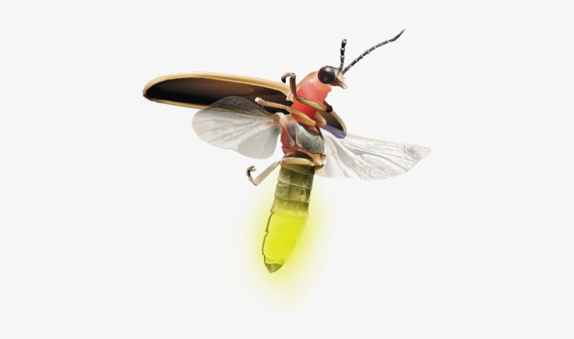 Download Firefly Logo Png - Firefly Insect Png | Transparent PNG ...