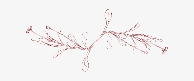 Field Daisy Page Break Hi - Page Break Transparent PNG Image ...