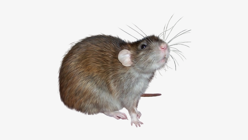 Digital Drawing Of Rosie The Rat - Love Rats, I Do! [book] PNG Image ...