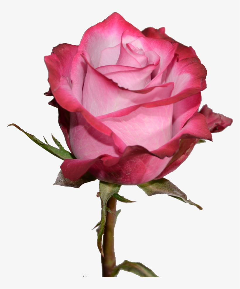 Deep Purple - Transparent Purple Roses PNG Image | Transparent PNG Free ...