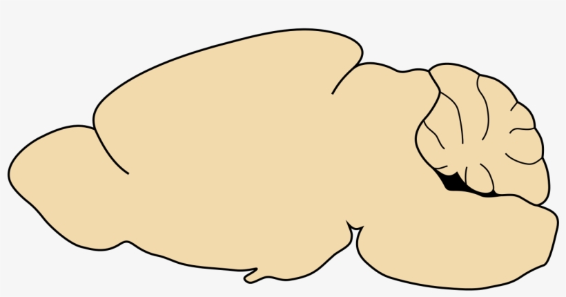 Download Mouse Brain Sagittal - Rat Brain Cartoon | Transparent PNG ...