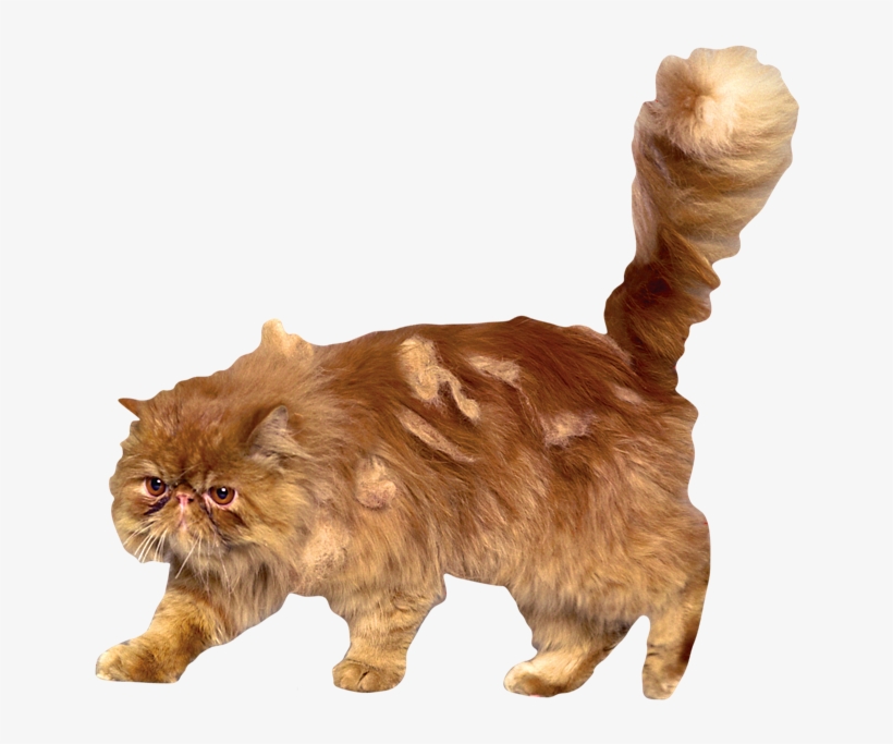 Crookshanks - Harry Potter Crookshanks PNG Image | Transparent PNG Free Download on SeekPNG