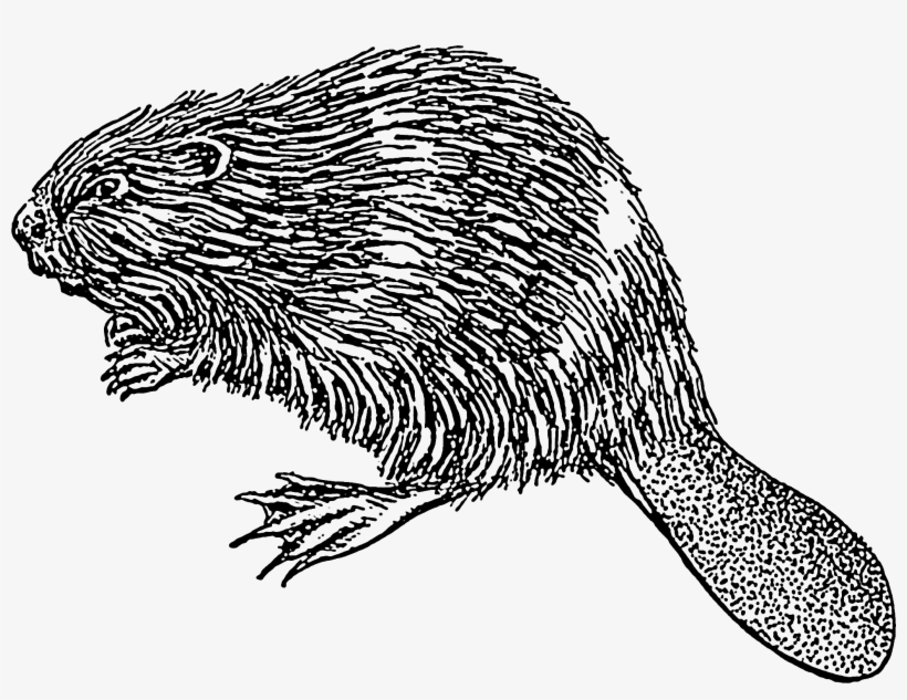 Beaver 1 (retouched)(transparent) - Beaver Transparent PNG Image ...