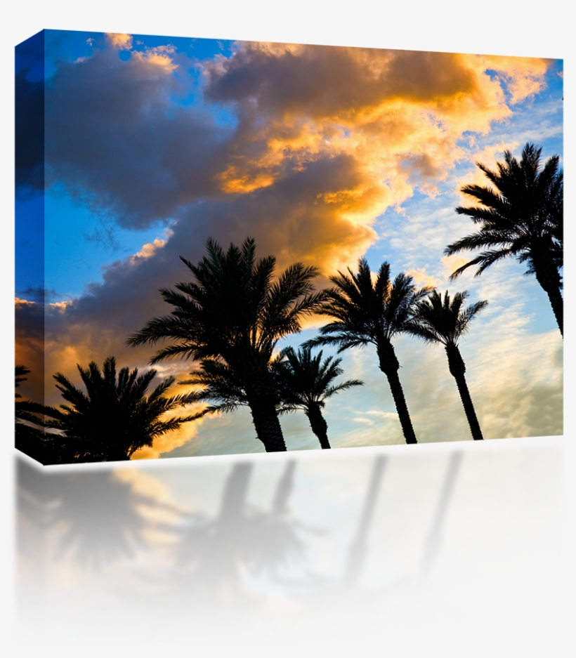 Beautiful Palm Sunset - Sunshine In Florida PNG Image | Transparent PNG ...