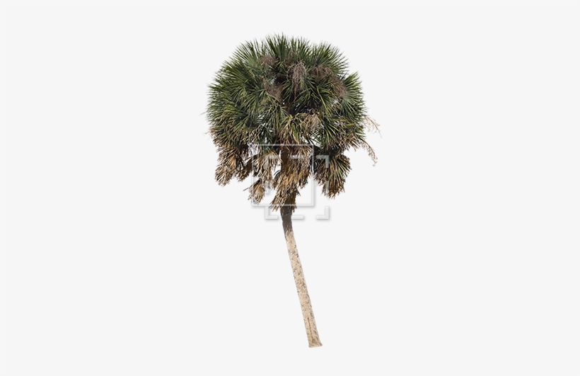 Parent Category - Palm Trees Entourage PNG Image | Transparent PNG Free ...