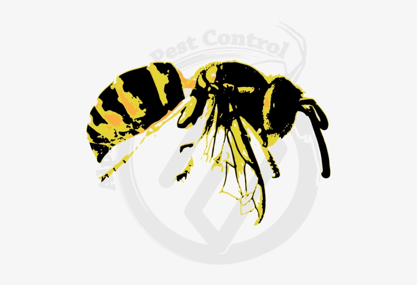 Download Yellow Jacket Image Gallery - Yellow Jacket Wasp | Transparent ...