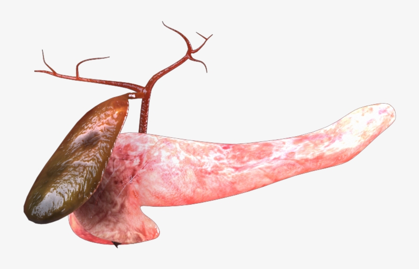 Download Guts 360 Spleen And Gallbladder 322 Copy - Invertebrate ...